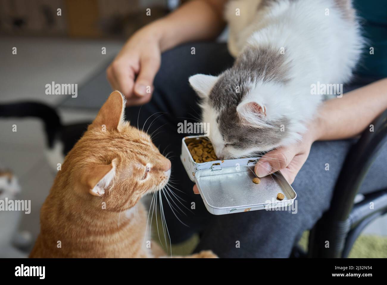 Pet owner feeding cat with dry food granules from hand palm. Man woman ...