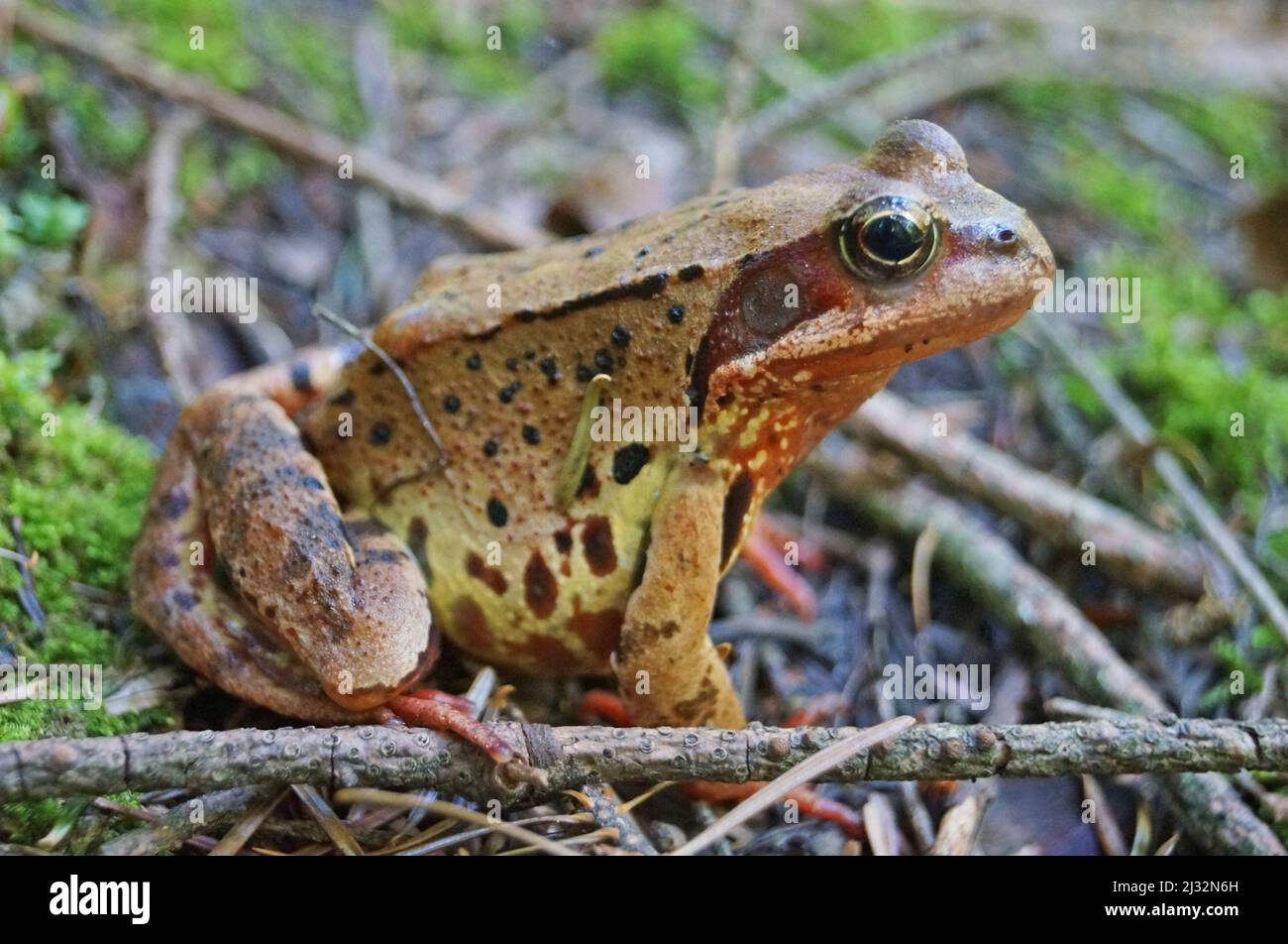 Forest frog with gray-green skin sits on wet leaves in the woods on an ...