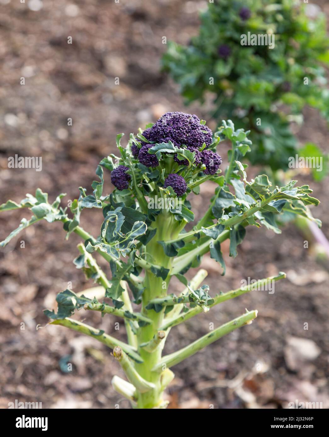 Purple sprouting broccoli growing in a garden hi-res stock photography ...