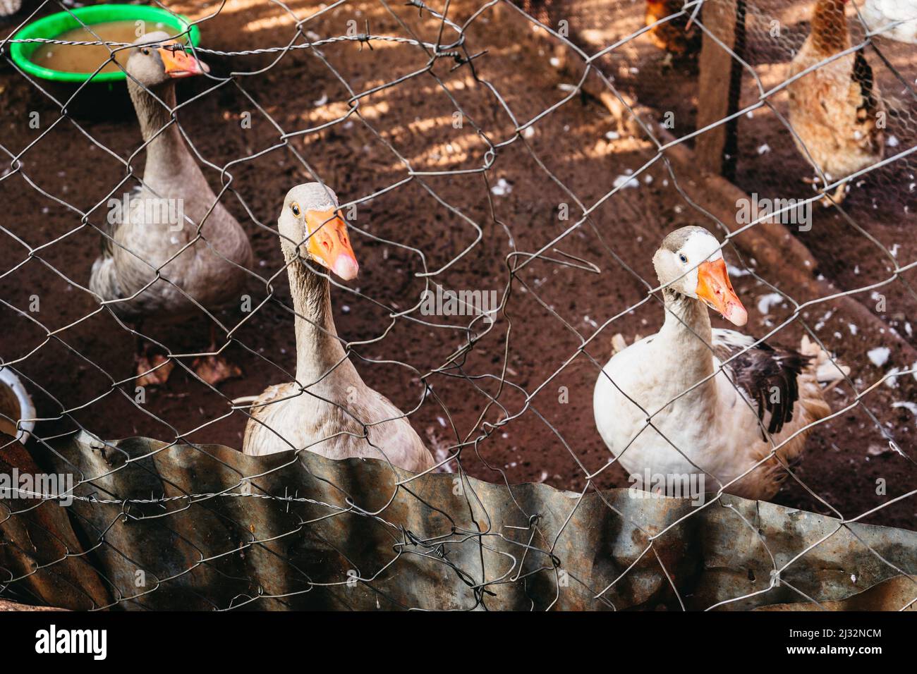 Beautiful geese in a caged poultry house Stock Photo - Alamy