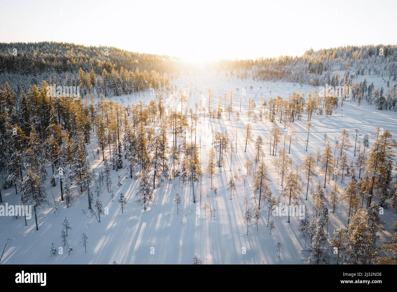 Sun rays beaming through the trees in Finnish Lapland Stock Photo - Alamy
