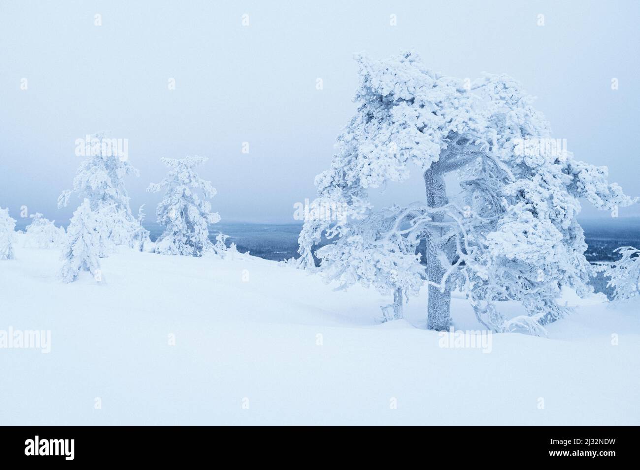 Frozen trees landscape in Finnish Lapland Stock Photo - Alamy