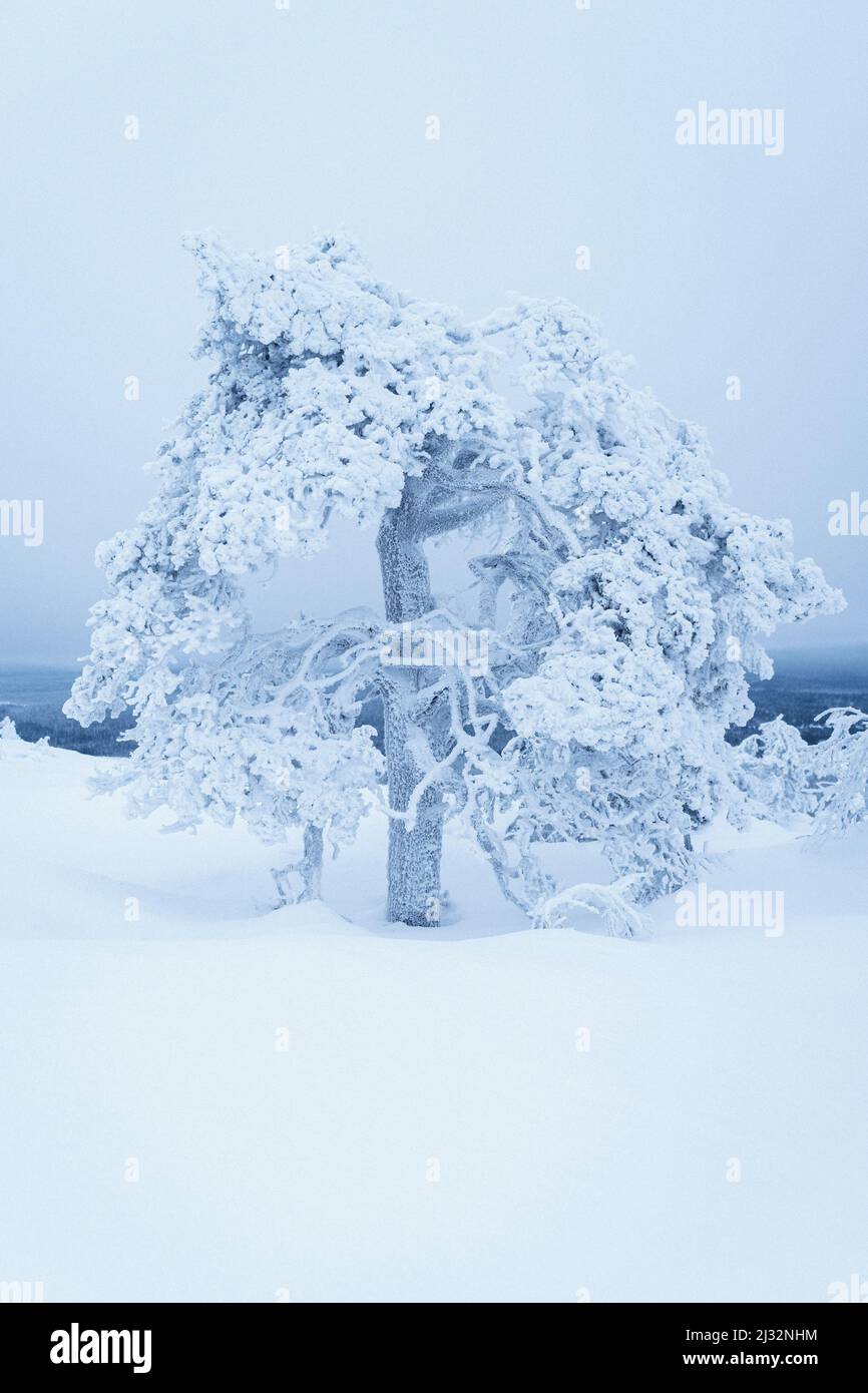 Lonely frozen tree standing strong in fell in Finnish Lapland Stock ...