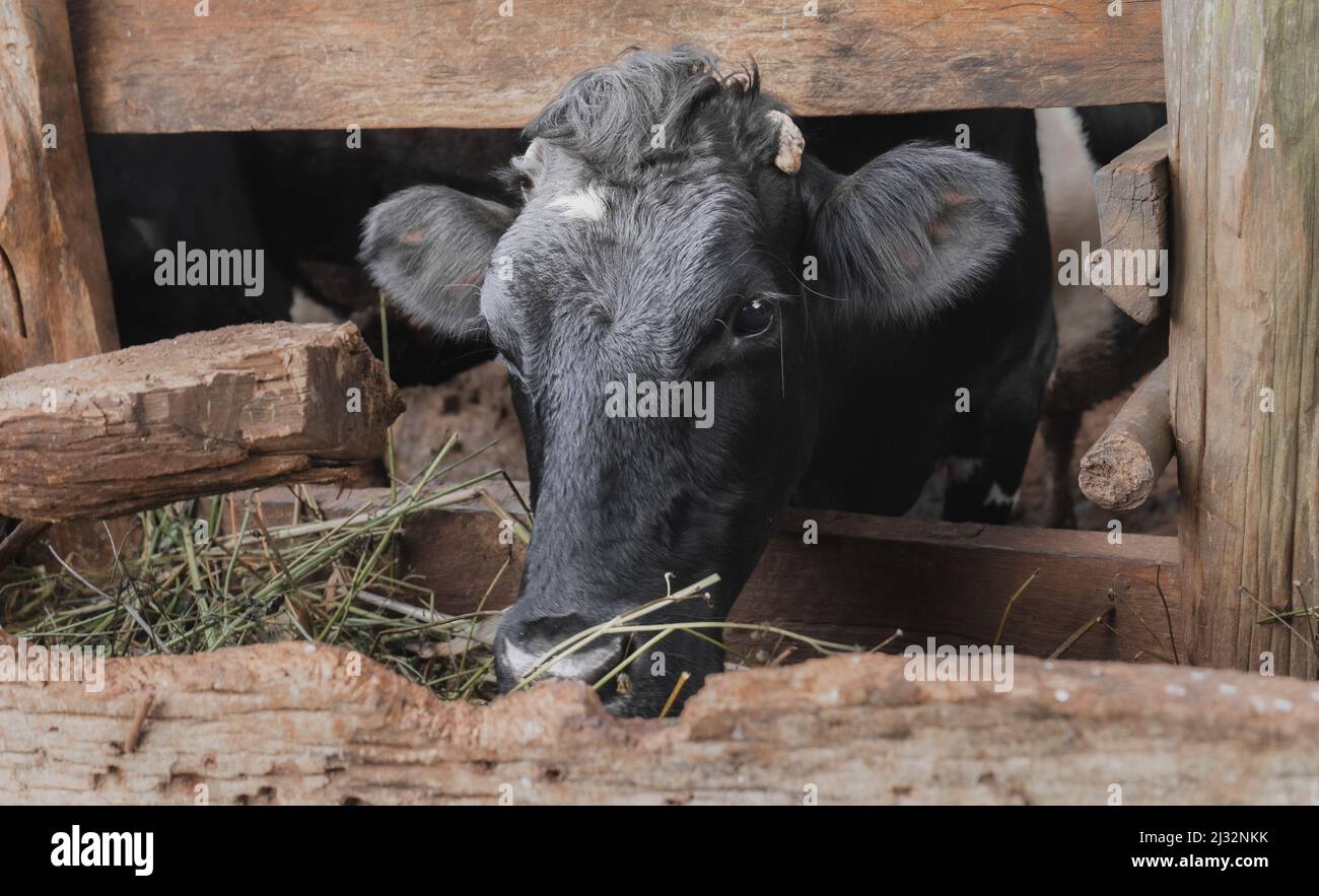 Zero grazing cow hi-res stock photography and images - Alamy