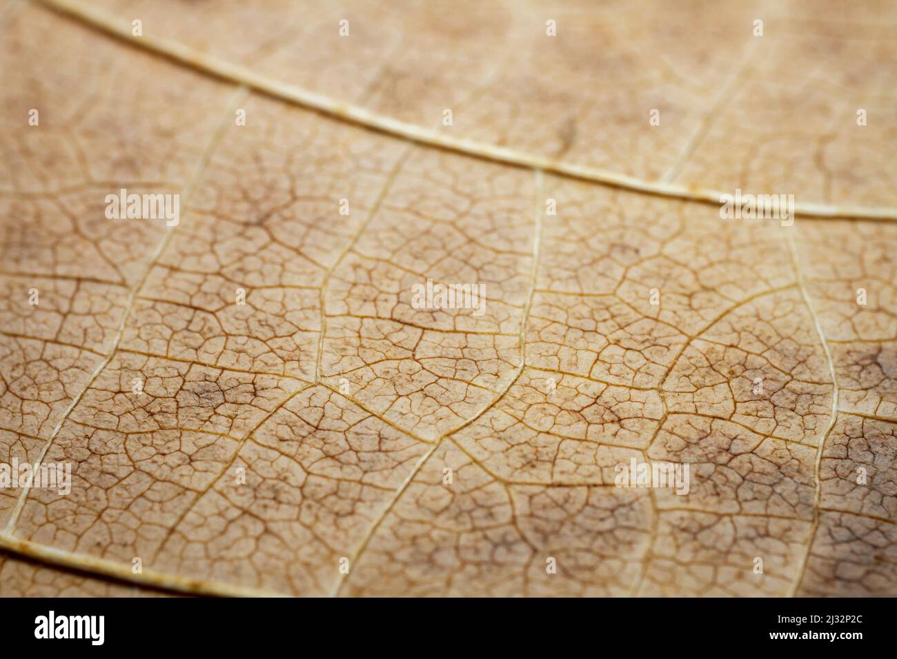 Extreme close-up of a dried leaf showing leaf veins. Selective focus ...