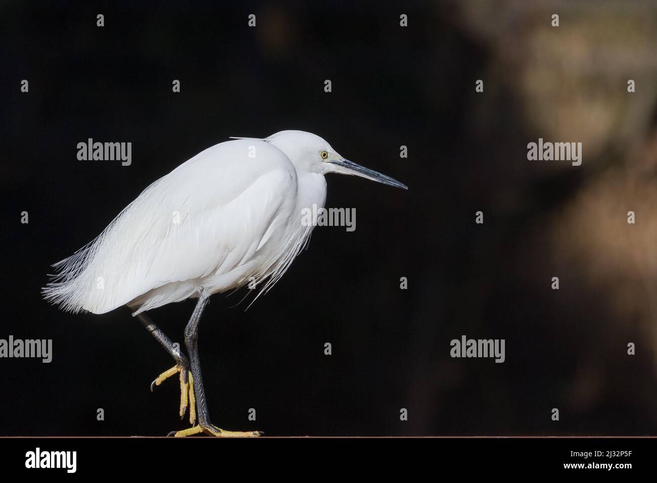 A little egret (Egretta Garzetta) in Izumi no Mori park, Kanagawa ...