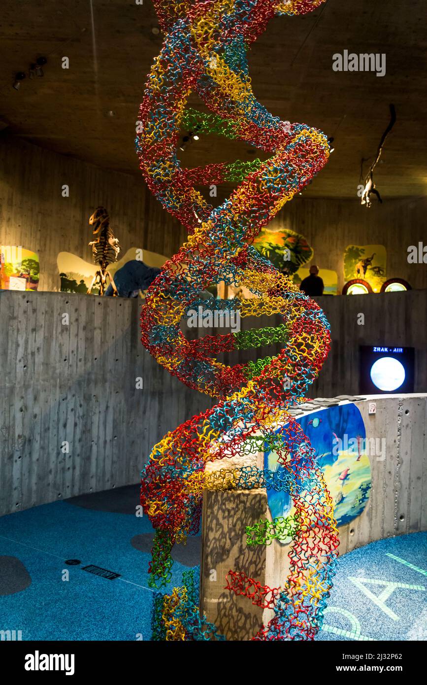 DNA sculpture, Neanderthal Museum in Krapina, located near one of ...