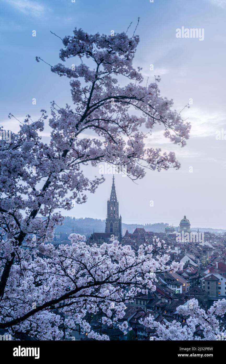 flowering cherry tree in front of the oldtown of Bern in spring Stock ...