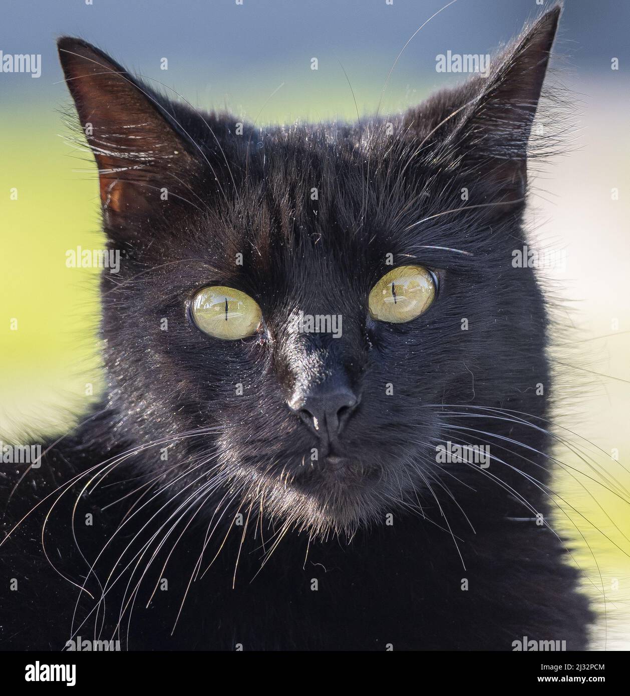 A vertical closeup of the black cat looking at the camera. Animal ...