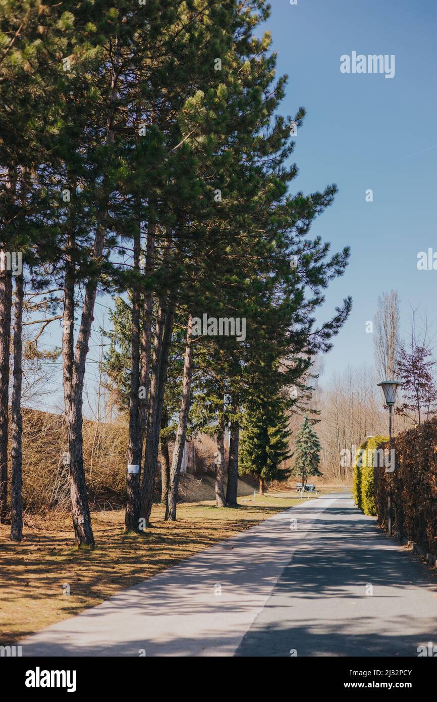 A vertical shot of the empty pavement with pine trees and hedges from ...