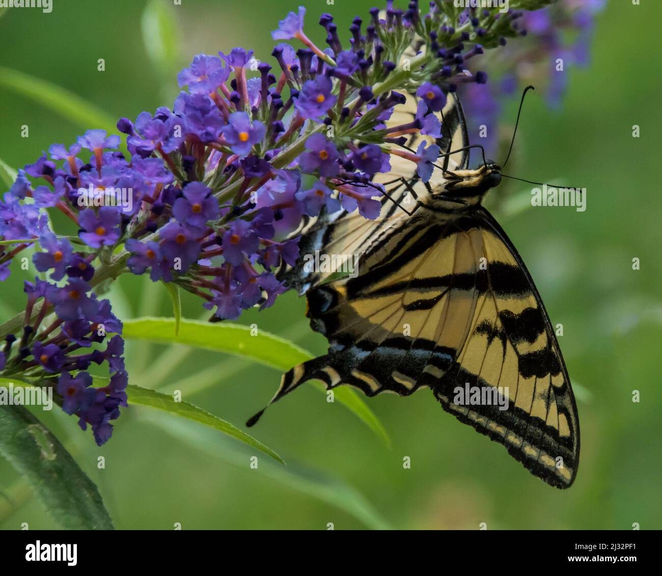 A closeup of Papilio rutulus, the western tiger swallowtail Stock Photo ...