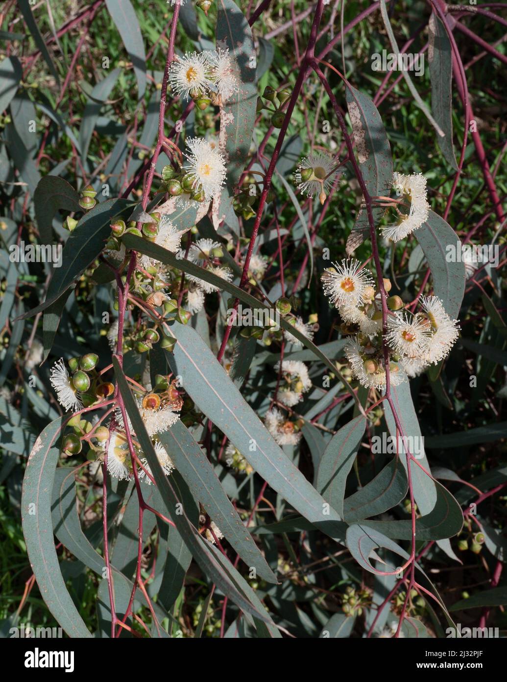Eucalyptus tereticornis flowers white flowers on tree Stock Photo - Alamy