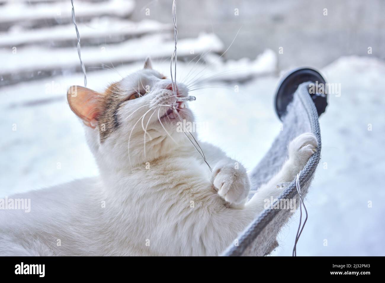 Cat nibbles hi-res stock photography and images - Alamy