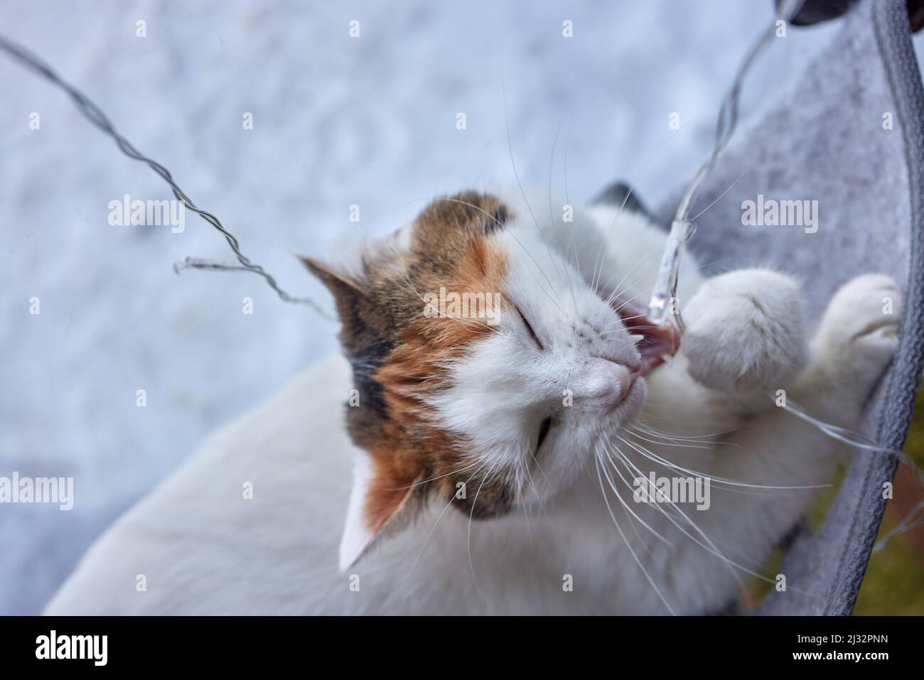 elegant white cat nibbles a glowing garland Stock Photo - Alamy