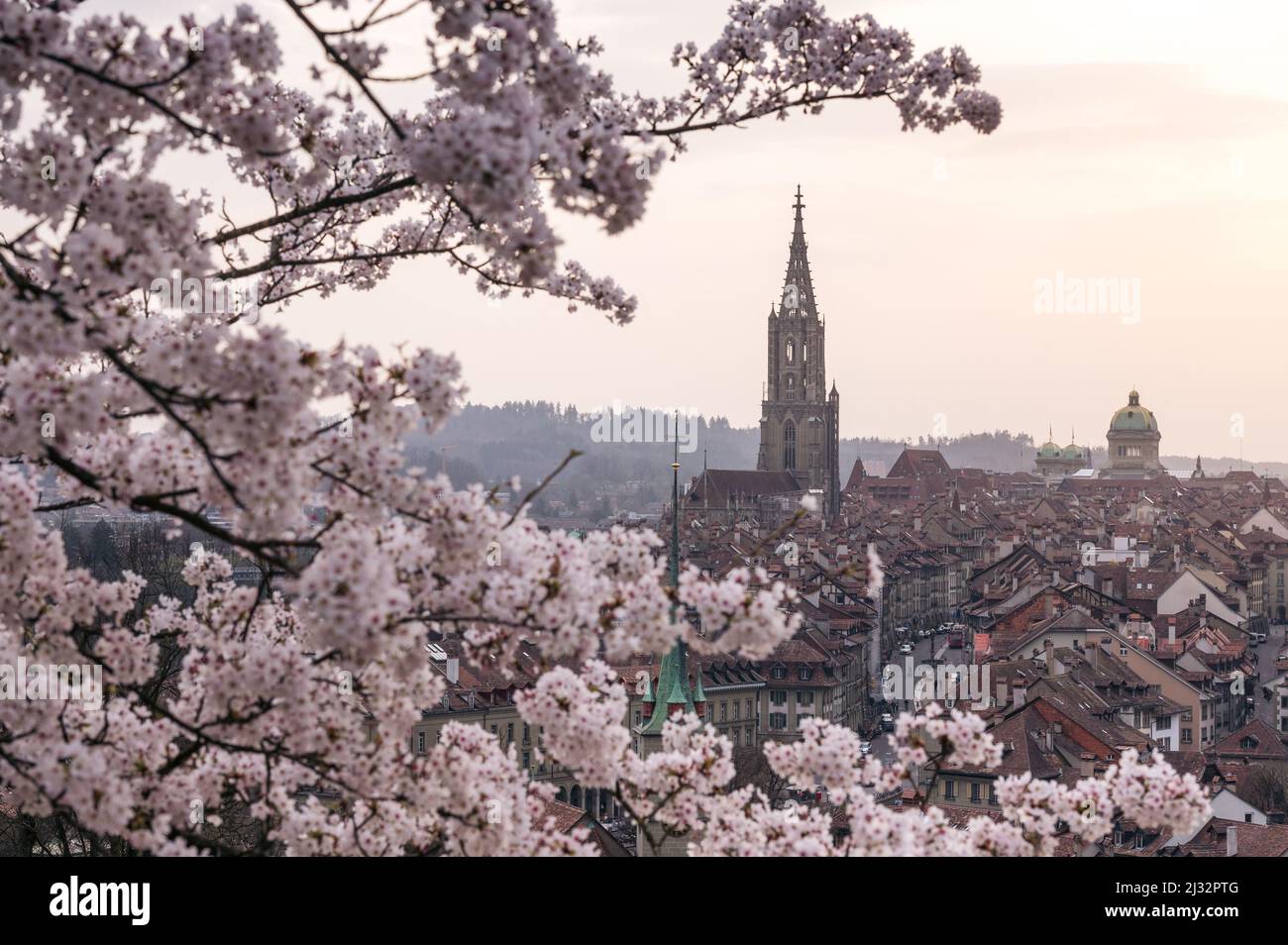 Sakura (cherry blossom) in Bern with Berner Münster Stock Photo - Alamy