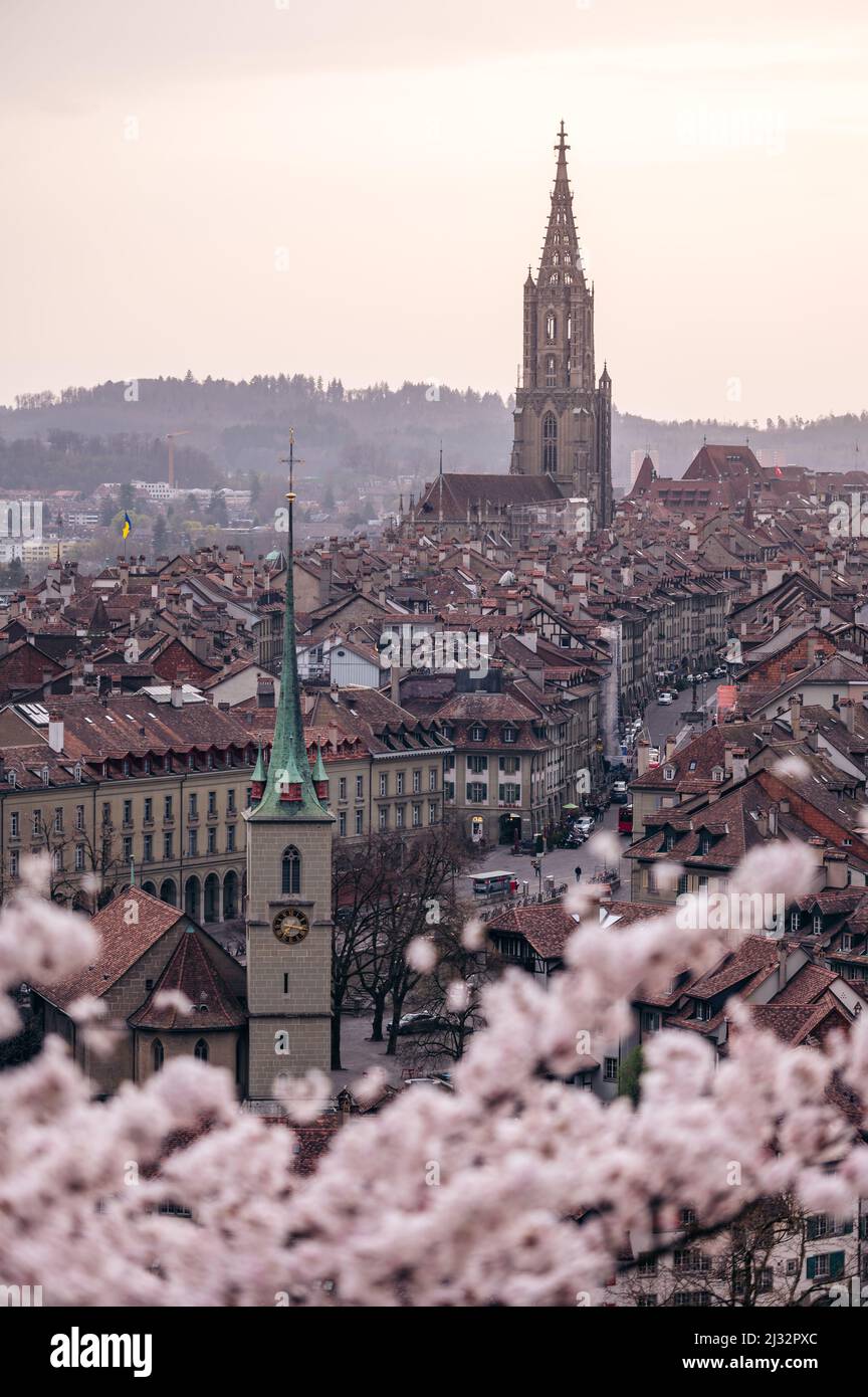 Sakura (cherry blossom) in Bern with Berner Münster Stock Photo - Alamy