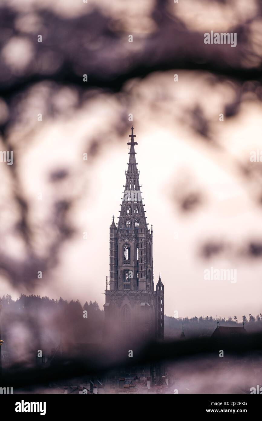 Gothic Berner Münster through foliage of a Flowering Cherry Tree in ...