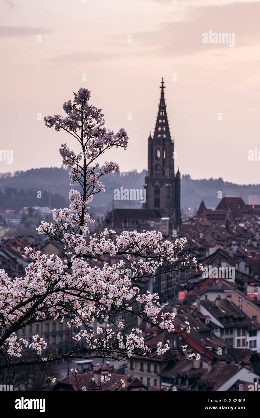 Berner Münster and oldtown framed by flowering cherry blossom trees ...