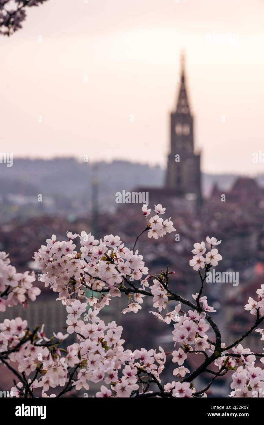 flowering cherry tree in front of the oldtown of Bern in spring Stock ...