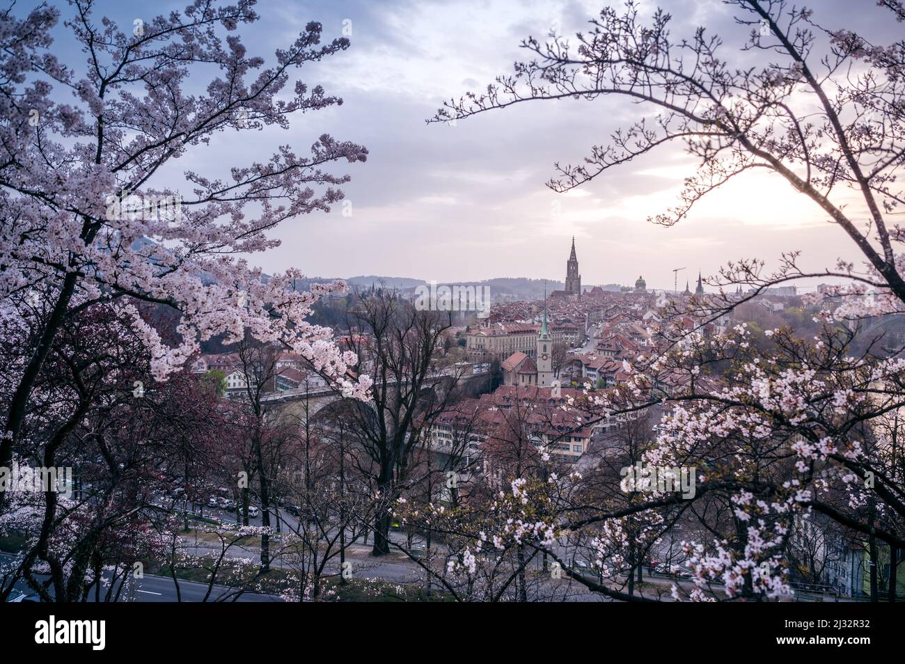 flowering cherry tree in front of the oldtown of Bern in spring Stock ...