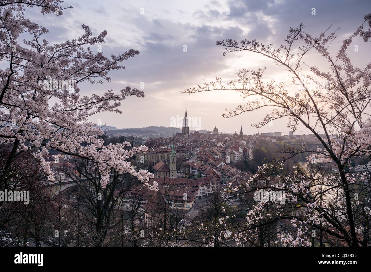 flowering cherry tree in front of the oldtown of Bern in spring Stock ...