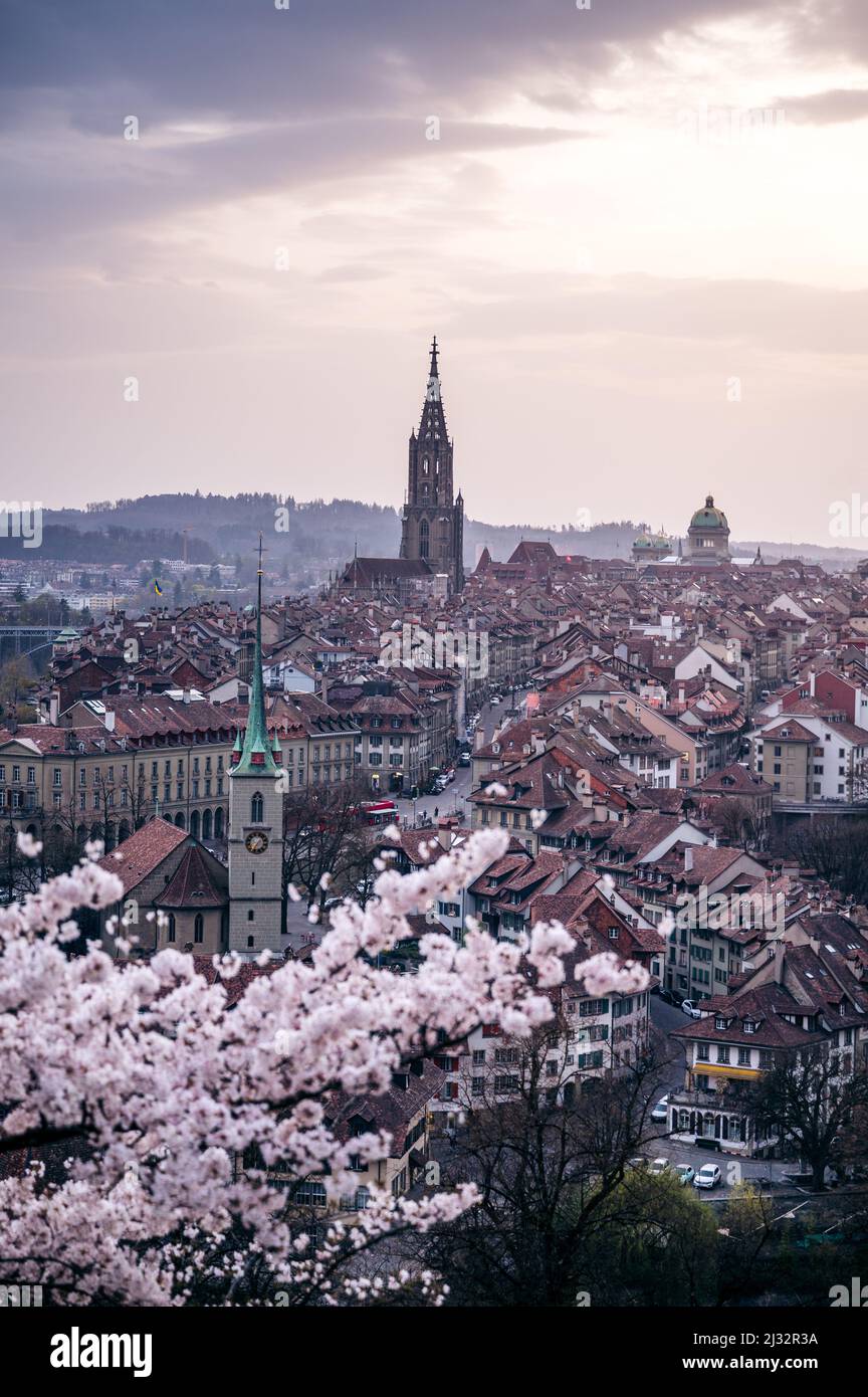 Spring interest tree hi-res stock photography and images - Alamy