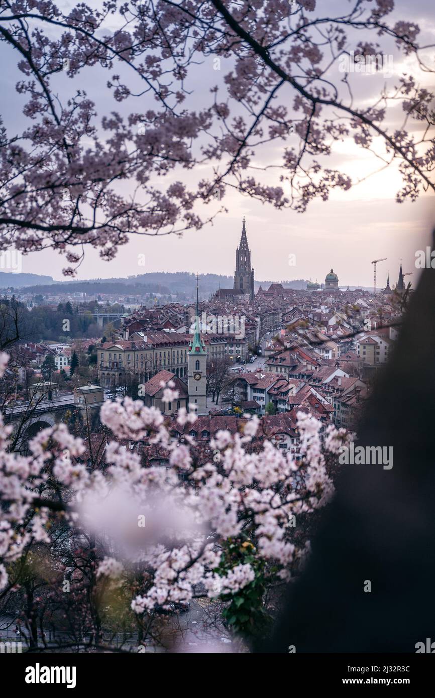 Berner Münster and oldtown framed by flowering cherry blossom trees ...