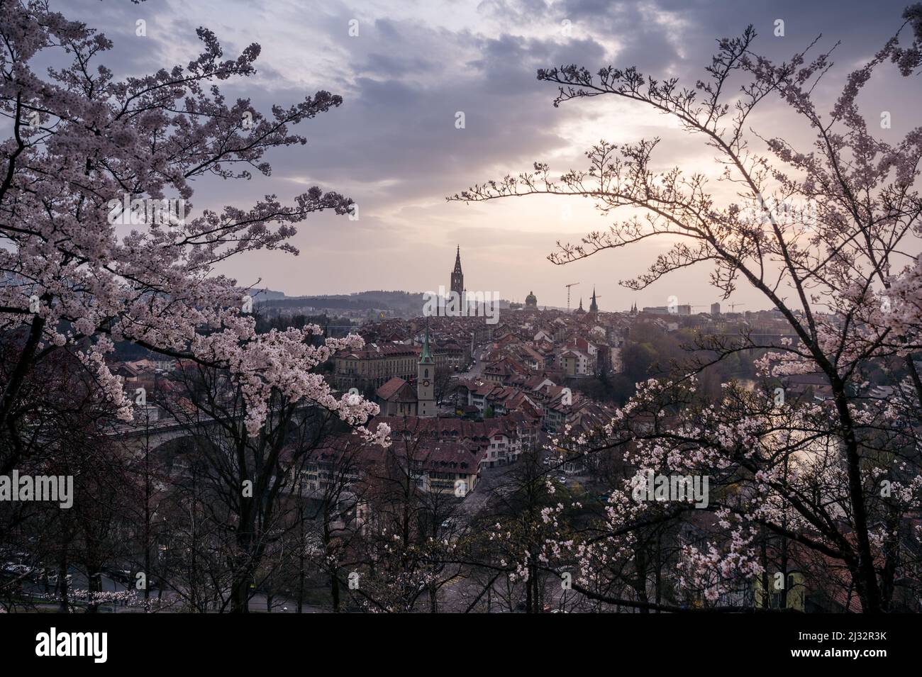 flowering cherry tree in front of the oldtown of Bern in spring Stock ...