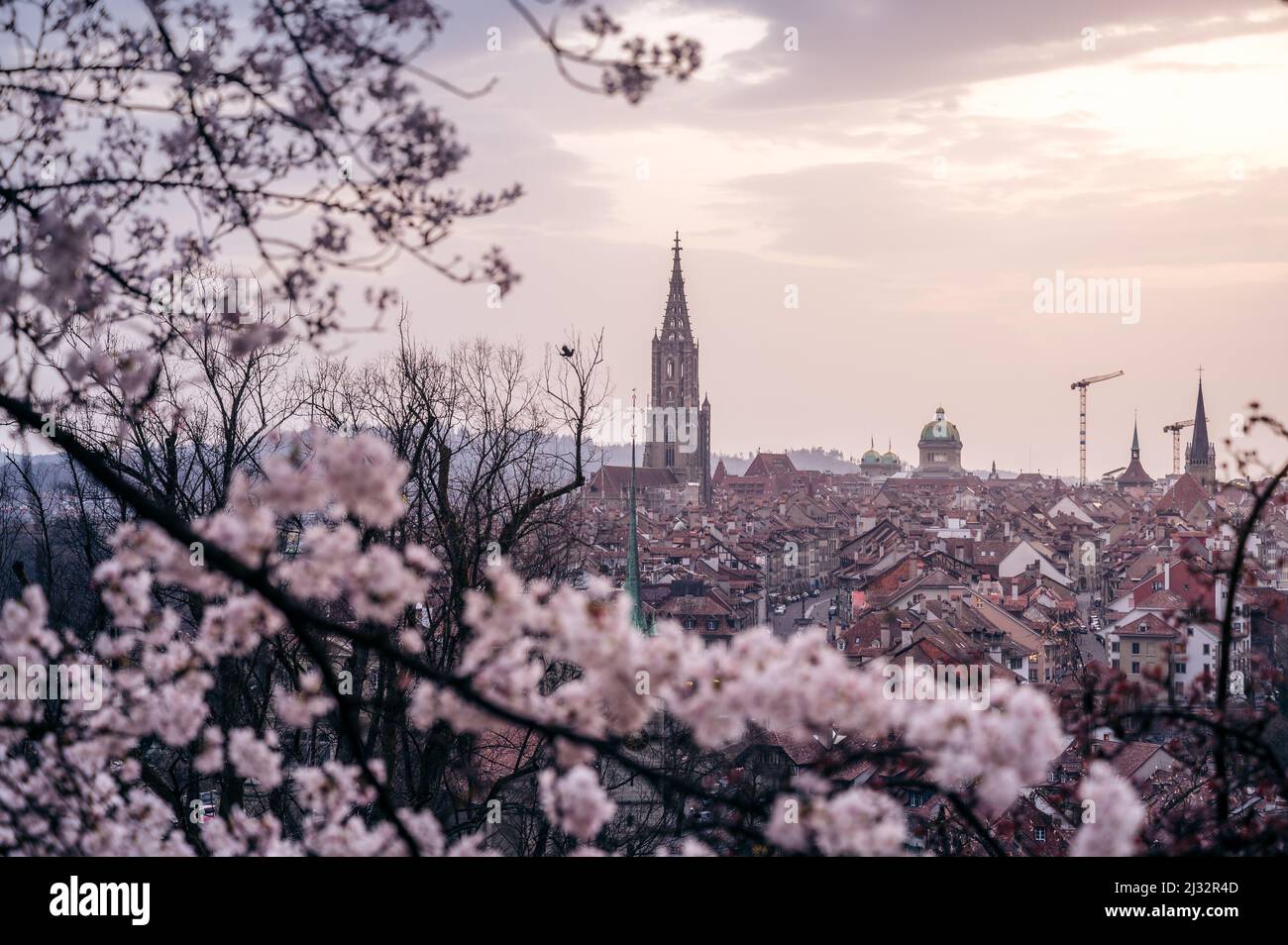 flowering cherry tree in front of the oldtown of Bern in spring Stock ...