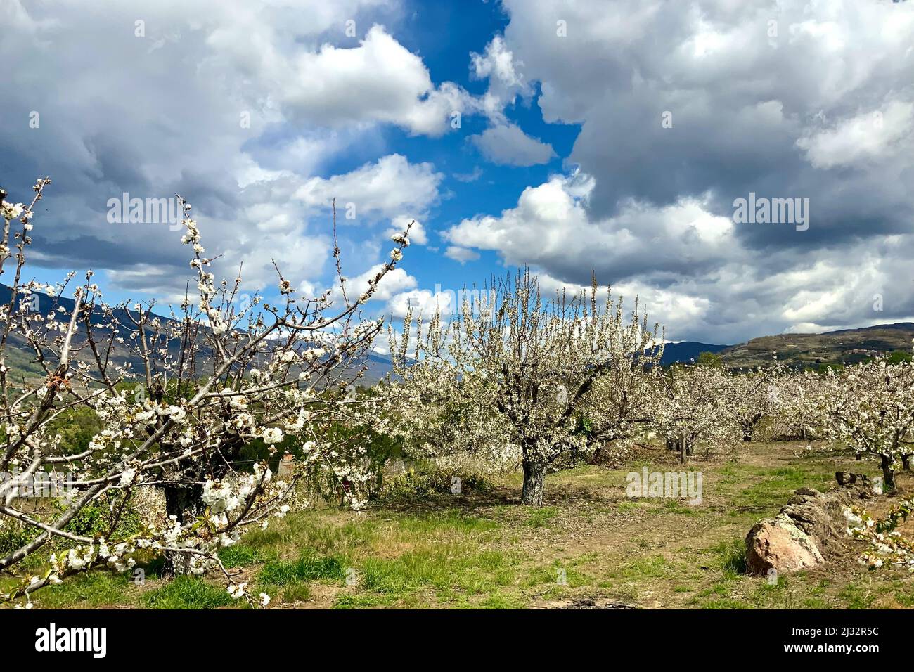 Jerte valley spain cherry blossom hi-res stock photography and images ...