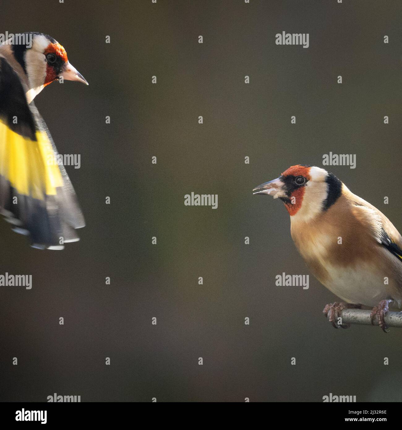 Goldfinches flying hi-res stock photography and images - Alamy