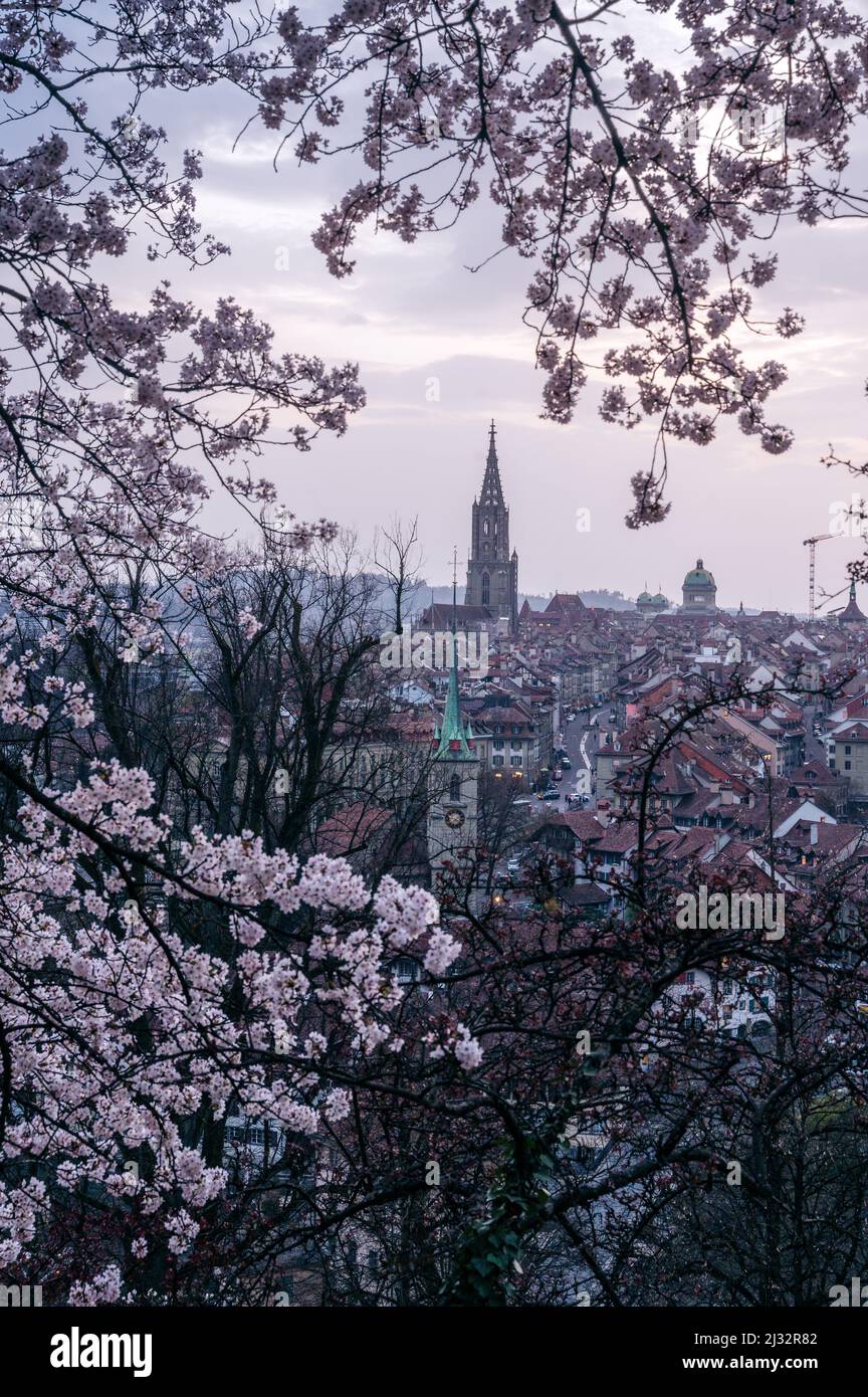 Spring interest tree hi-res stock photography and images - Alamy