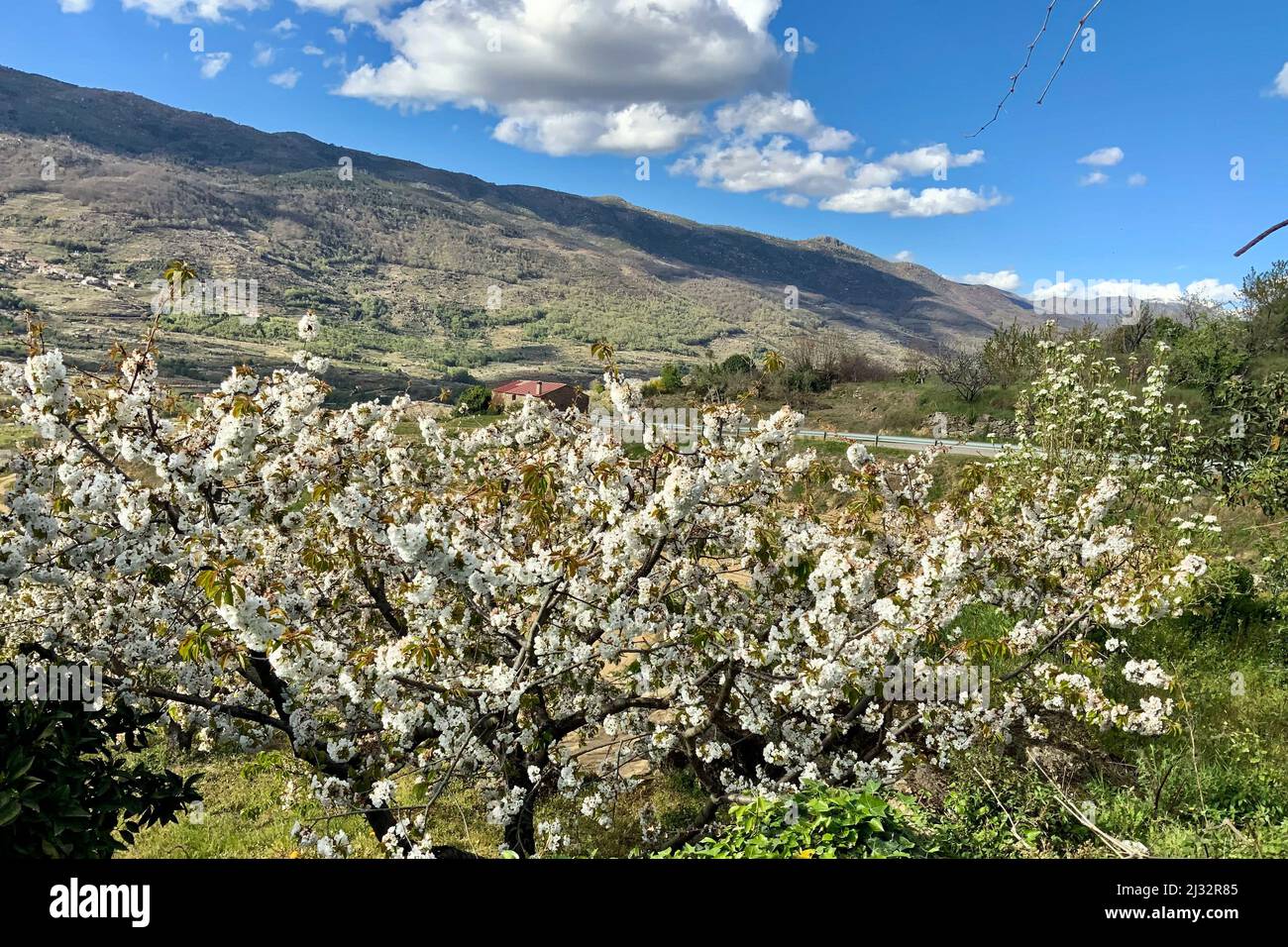 Jerte valley cherry hi-res stock photography and images - Alamy