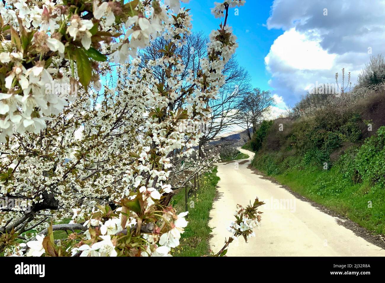 Cherry blossom in the Jerte Valley, Caceres, Extremadura, Spain Stock ...