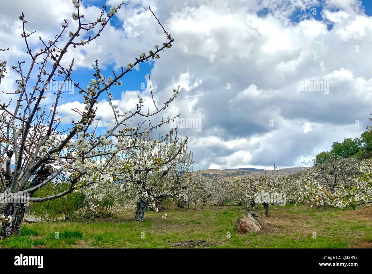 Jerte valley spain cherry blossom hi-res stock photography and images ...