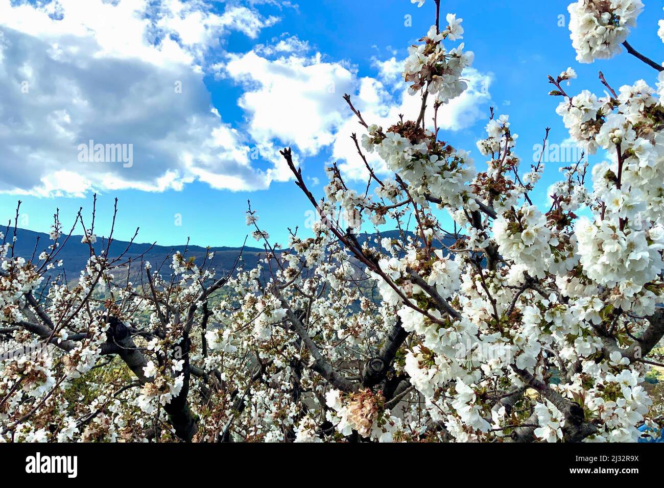 Jerte valley spain cherry blossom hi-res stock photography and images ...