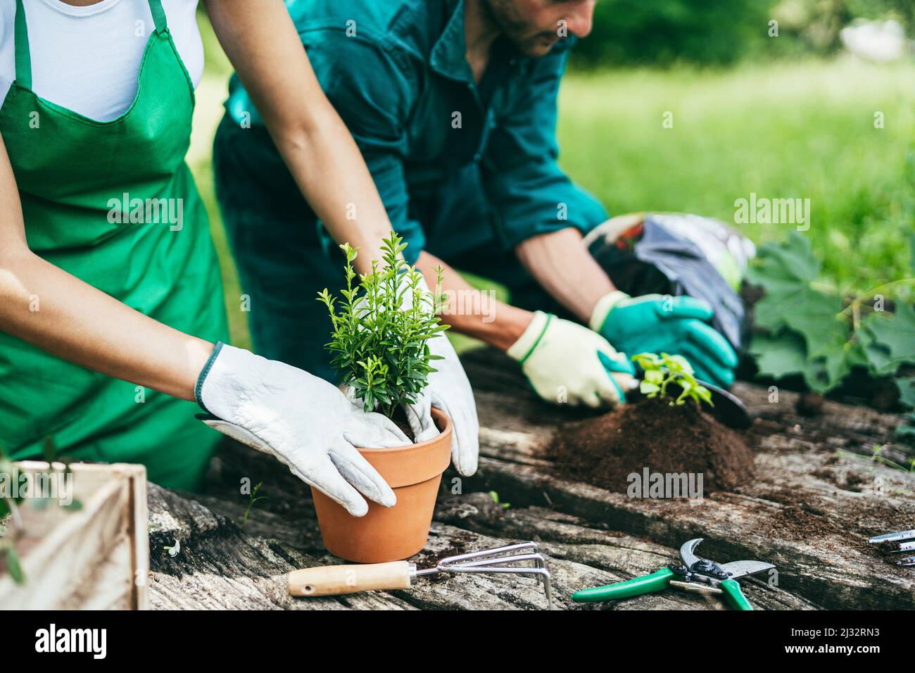 Happy young farmers working with plants at green garden outdoor - Focus ...