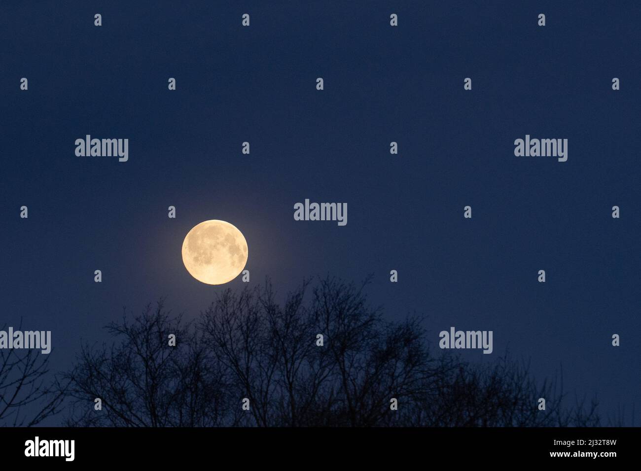 The worm full moon low on the horizon with trees Stock Photo - Alamy