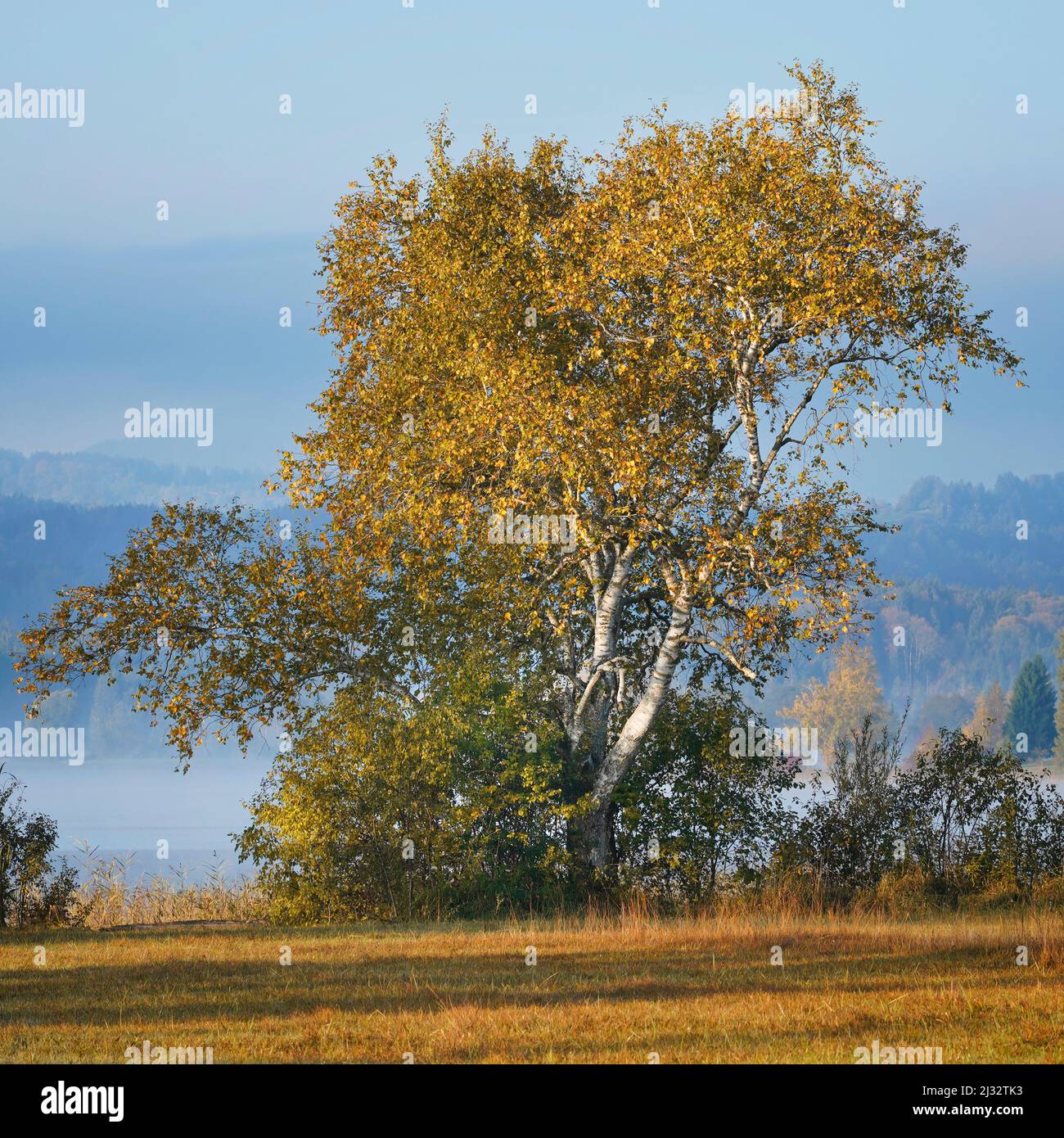 Sunny October morning on the banks of the Staffelsee, Uffing, Bavaria ...