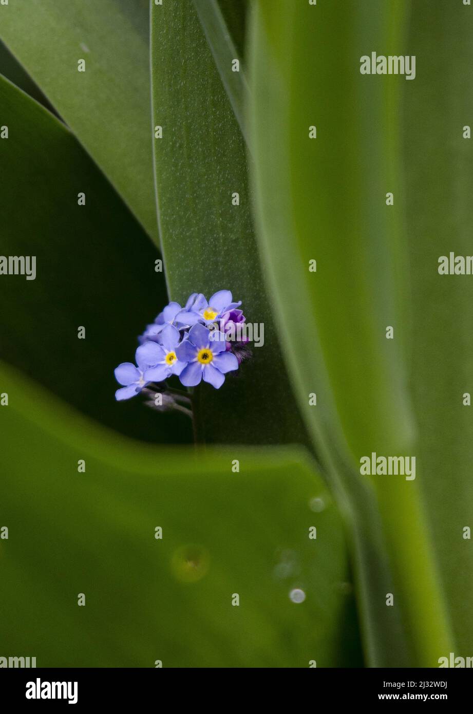 Small delicate forget me not flowers hidden amongst larger leaves Stock ...