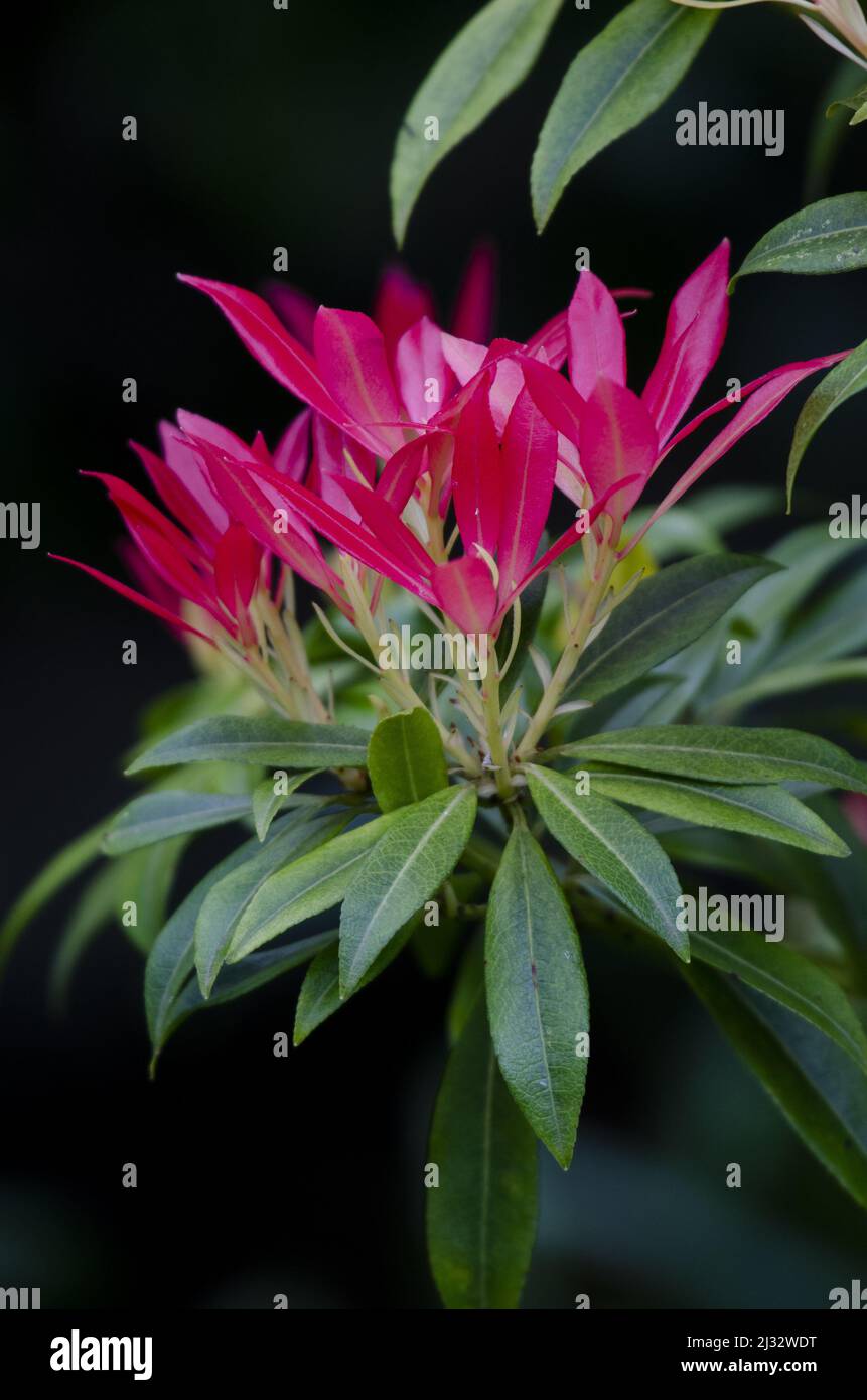 A Pieris Japonica plant against a black background highlighting the red ...