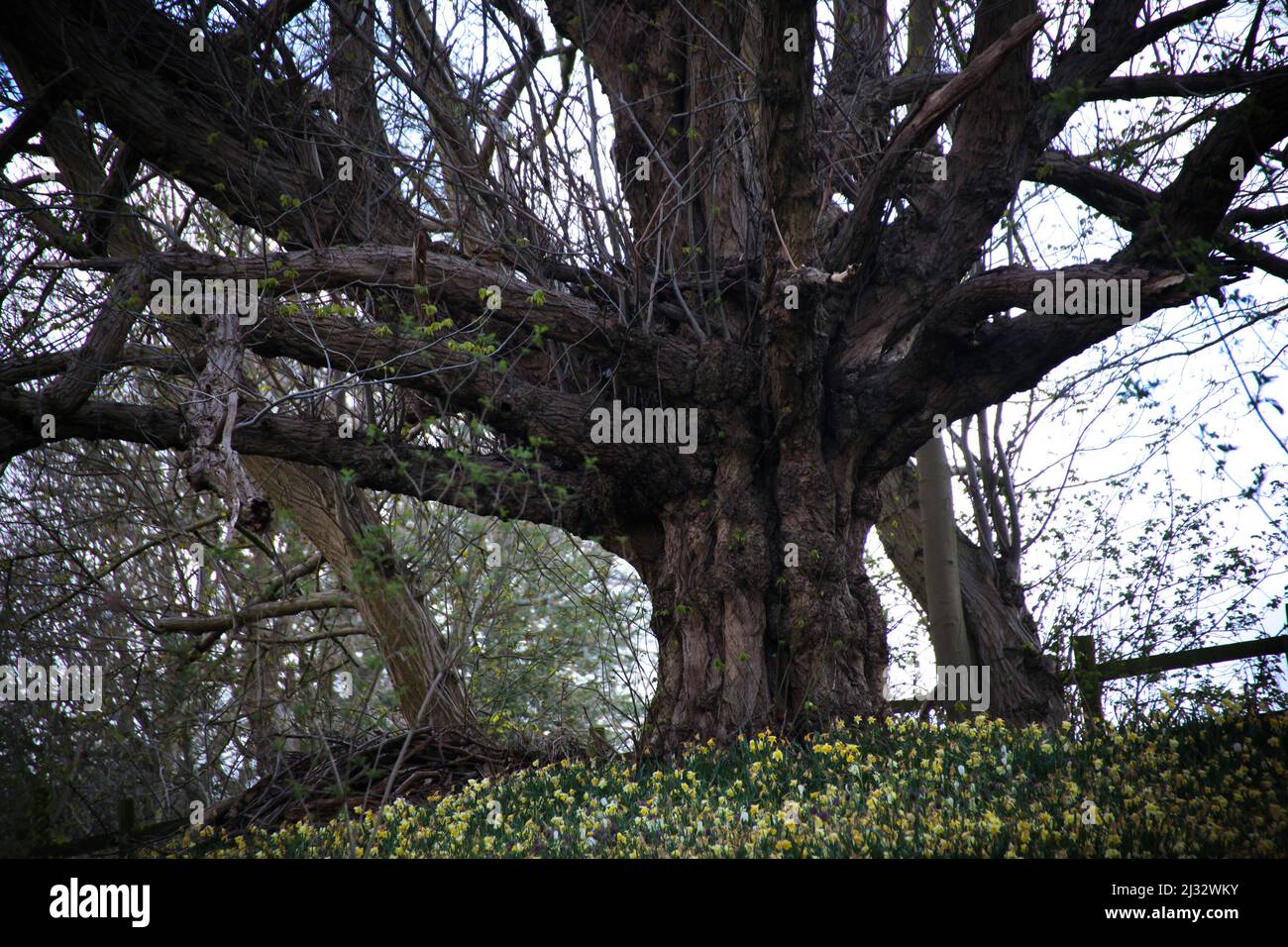 Spring Landscape at Warley Place Nature Reserve, Warley Road, Brentwood ...