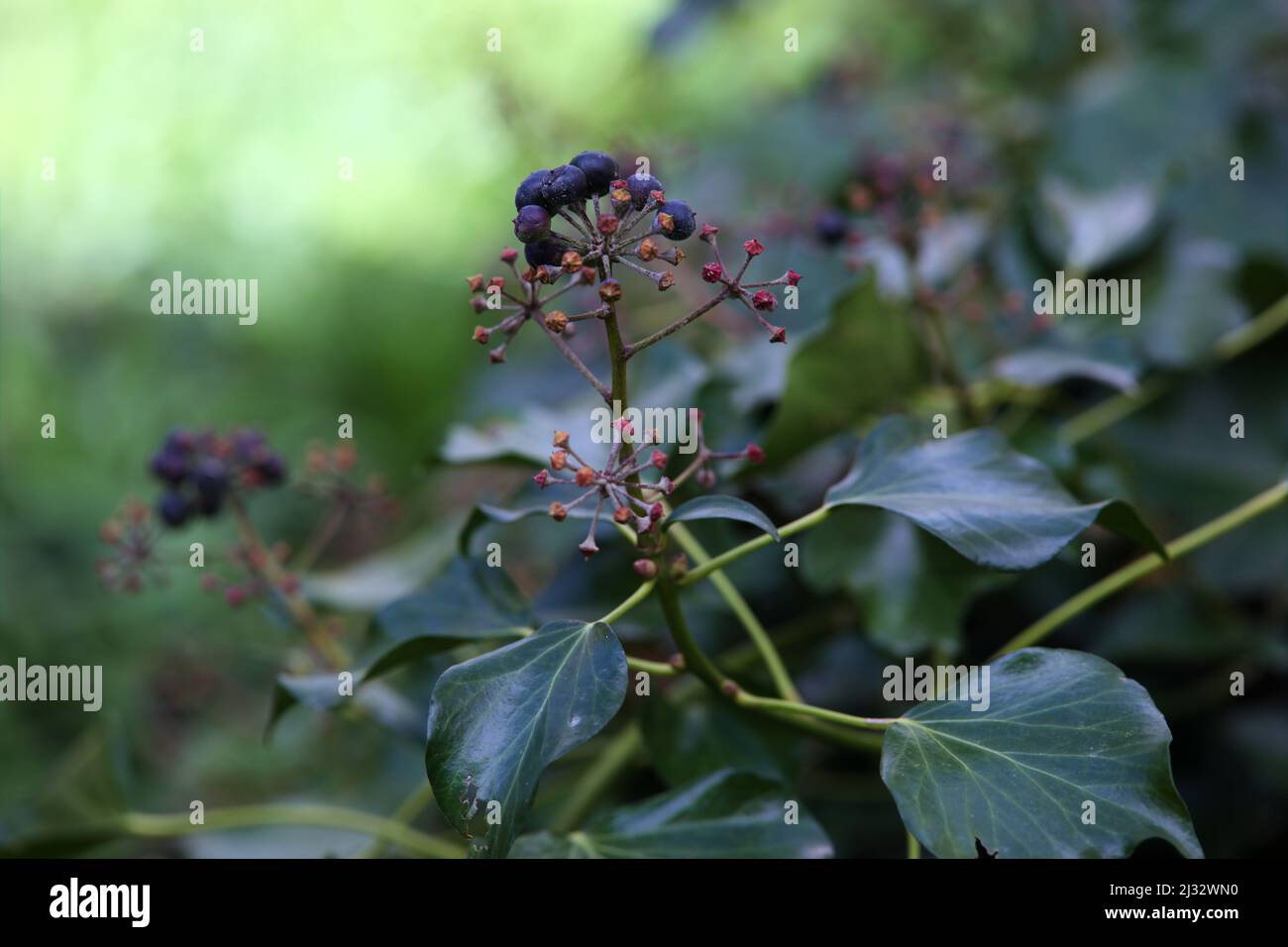 Close-up of black-berried fruit of Common Ivy a prolific climbing plant ...
