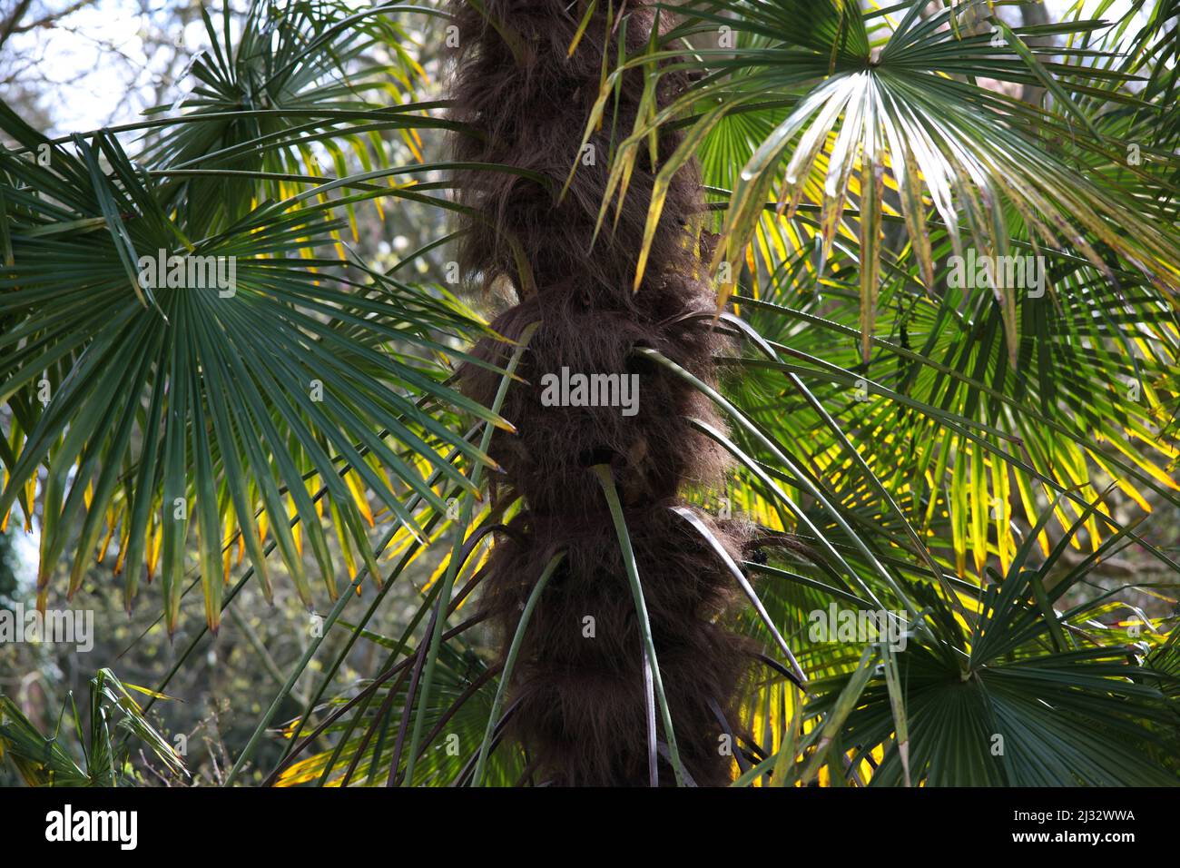 Close-up of a Chusan palm, Trachycarpus fortunei growing in the walled ...