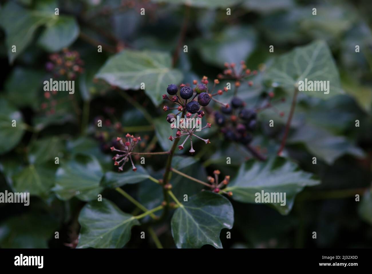 Close-up of black-berried fruit of Common Ivy a prolific climbing plant ...
