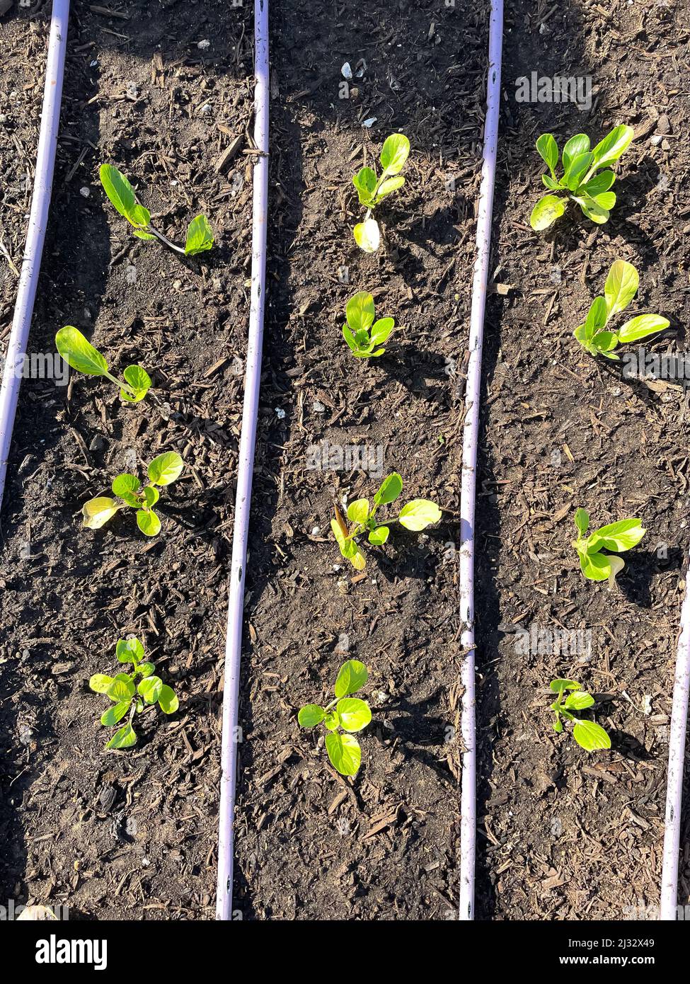 The young Bok choy plant on a raised bed with a tube irrigation system ...