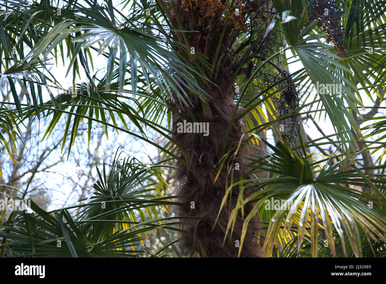 Close-up of a Chusan palm, Trachycarpus fortunei growing in the walled ...