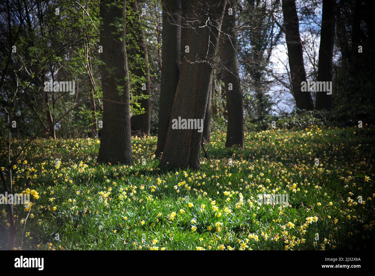 Spring Landscape with Spring display of colourful Narcissus flowers ...
