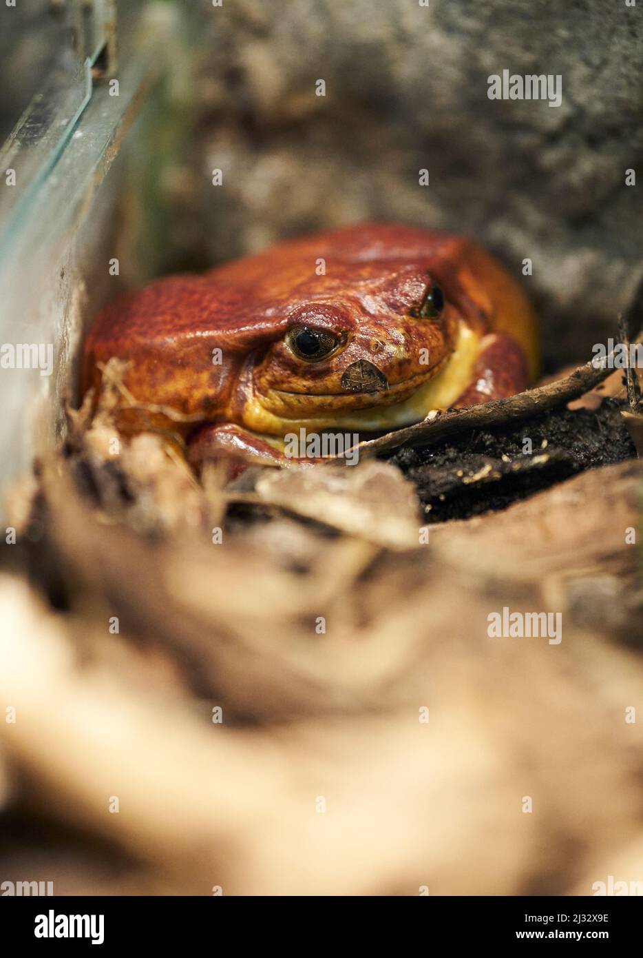 A vertical shot of a tomato frog sitting on chopped up woods Stock ...