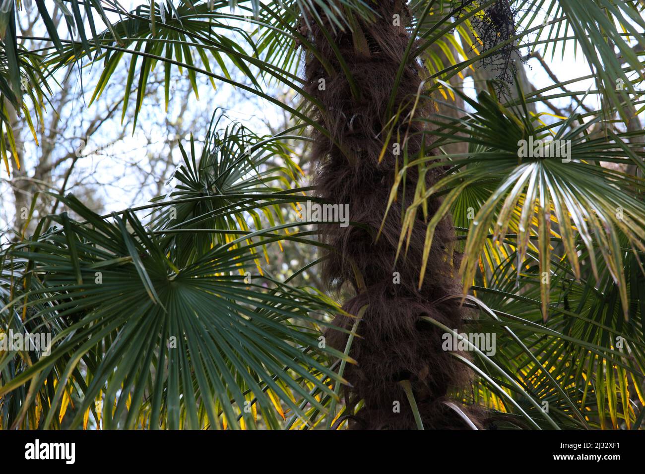 Close-up of a Chusan palm, Trachycarpus fortunei growing in the walled ...